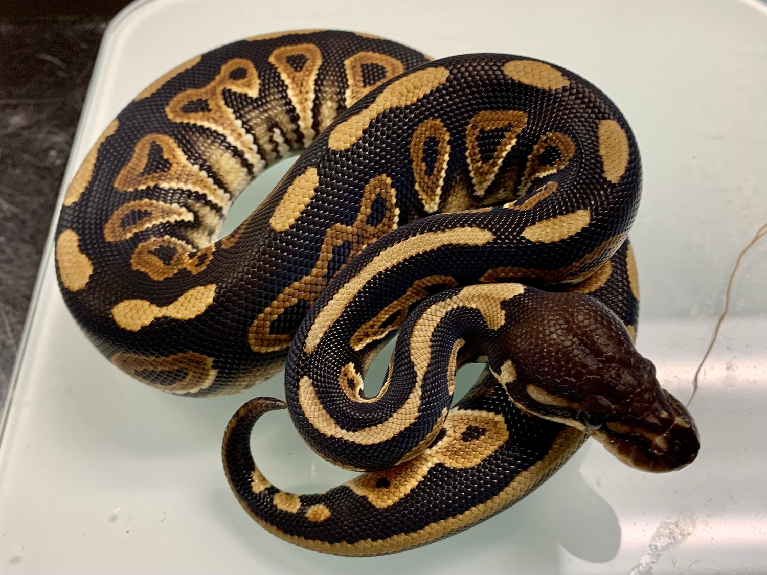 Phantom Cinnamon Het Clown Ball Python by Off the Rail Reptiles ...
