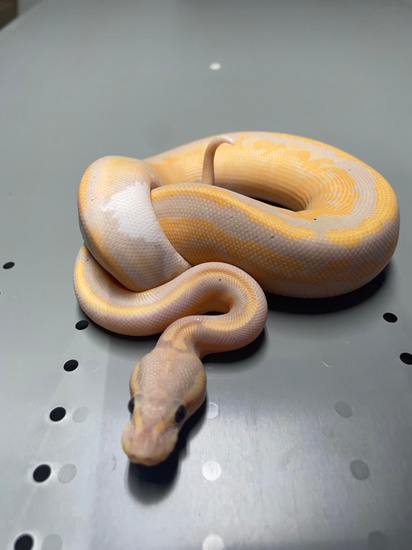 Banana HRA Orange Dream Yellow Belly Het Pied Ball Python by Grimm ...