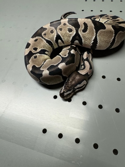 VPI Axanthic Het G-Stripe 66% Het Clown Ball Python by Grimm Creations