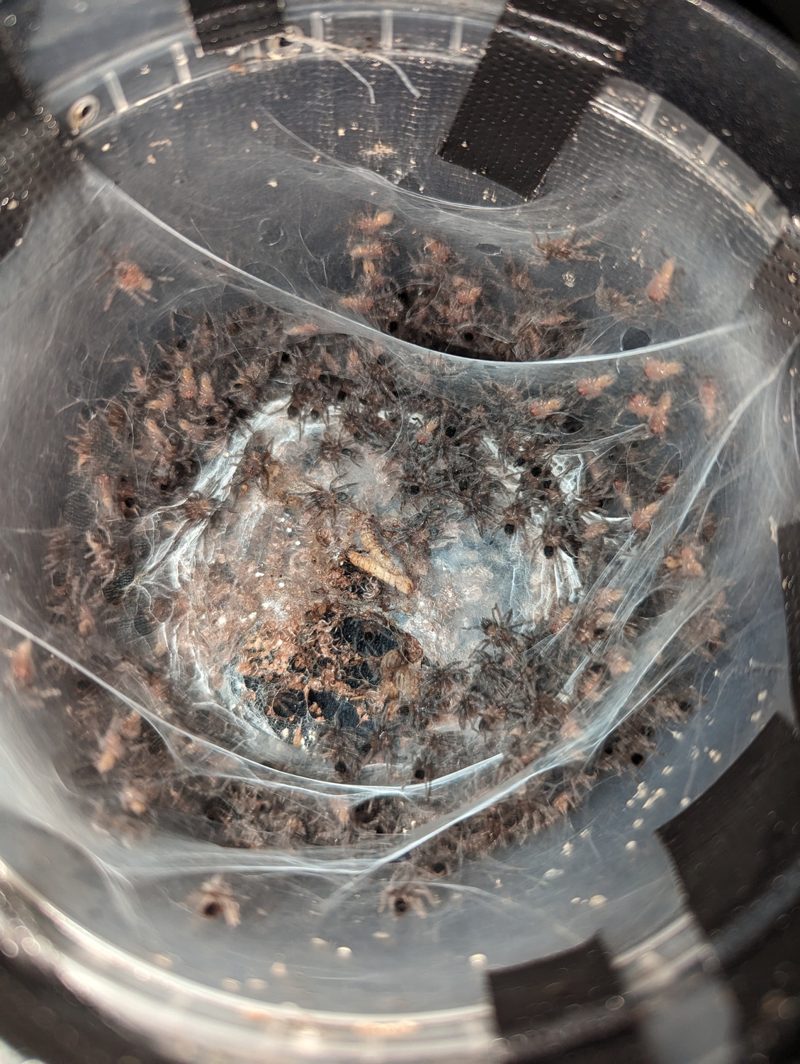 10 Lot T Vagan Mexican Red Rump Tarantula by Grimoire Exotics - MorphMarket