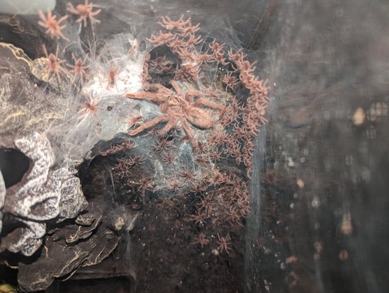 N Incei Commuals Gold (Trinidad Gold) (5) Tarantula by Grimoire Exotics