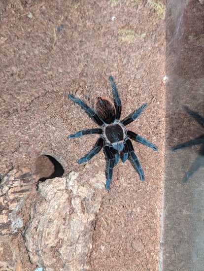 Guatemalan Red Rump (Tliltocatl Sabulosus)Female Tarantula by Grimoire ...