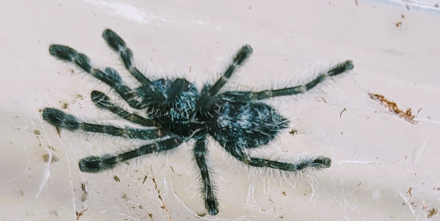 Antilles Pinktoe (Caribena Versicolor) Tarantula by Grimoire Exotics ...
