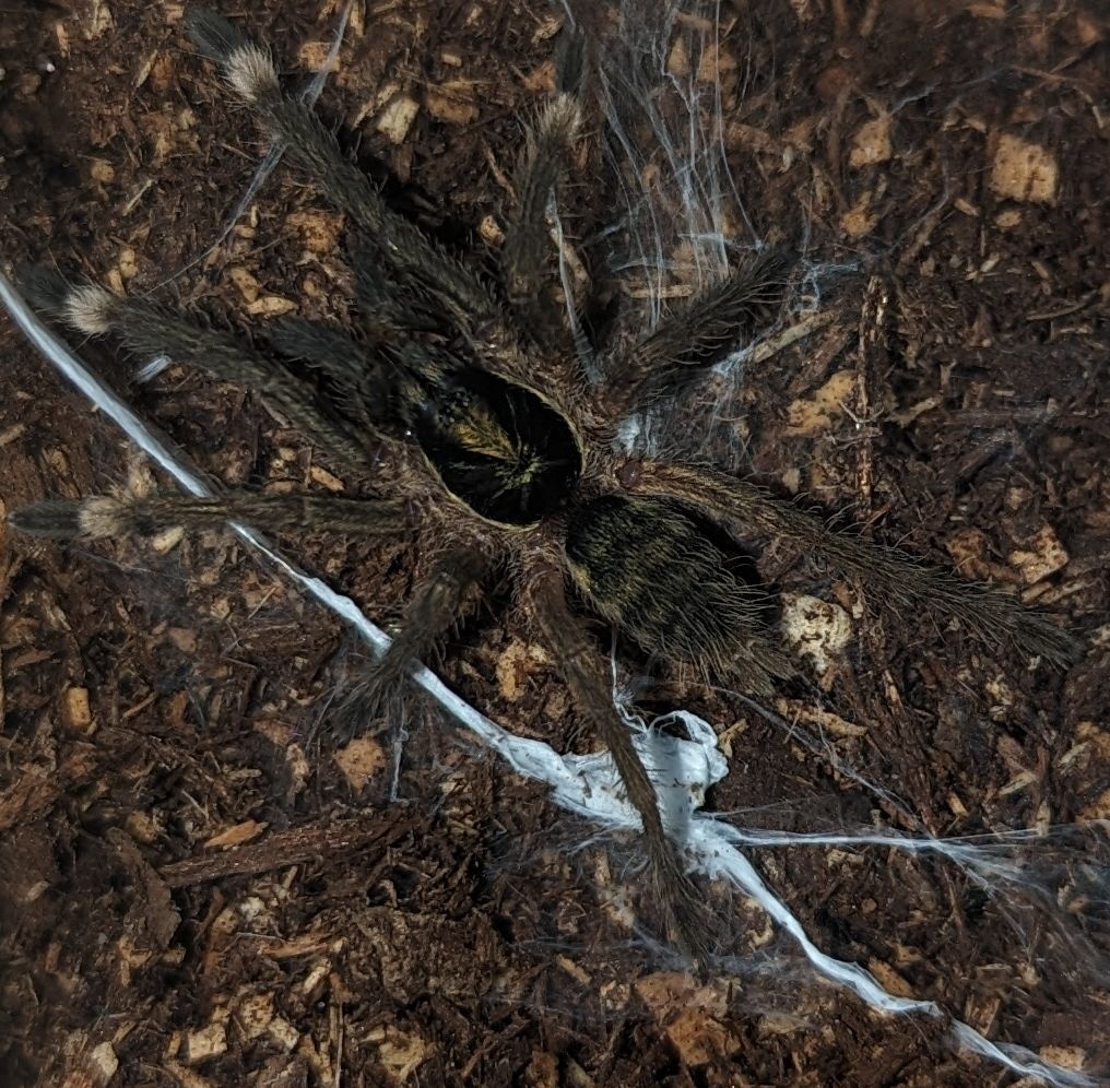 Neoholothele Incei 'olive' (Trinidad Olive) Tarantula by Grimoire ...