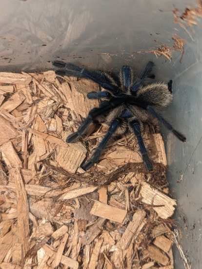 M Balfouri (Socotra Island Blue Baboon) MATURE Males Tarantula by ...