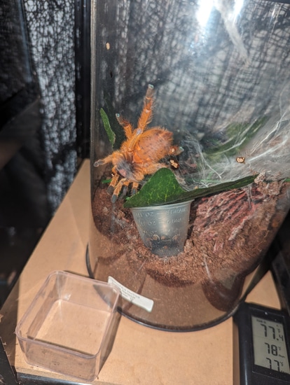 P Murinus (Orange Baboon) FEMALE Tarantula by Grimoire Exotics