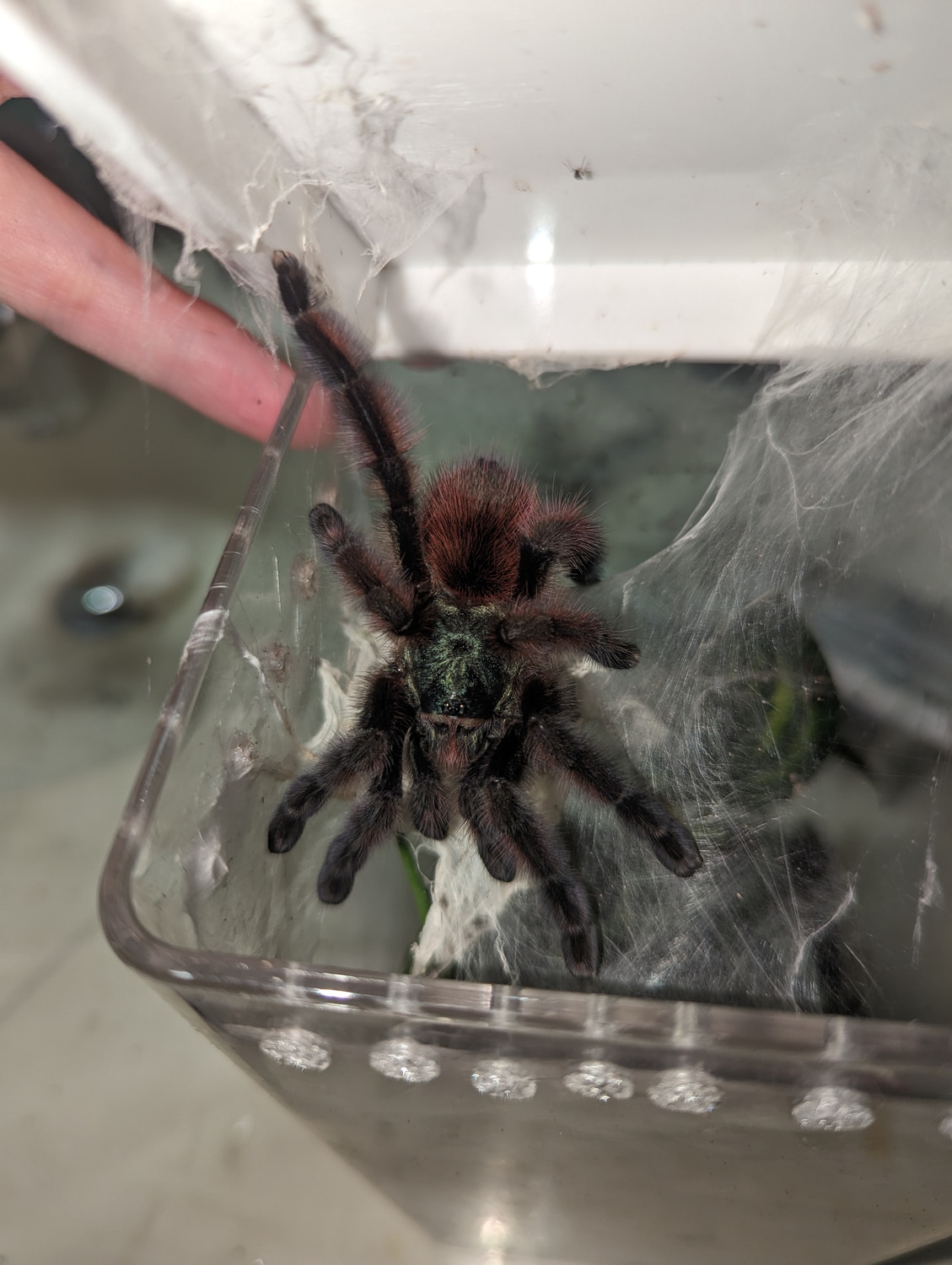 C Versicolor ( Antlies Pink Toe) FEMALE Tarantula by Grimoire Exotics ...