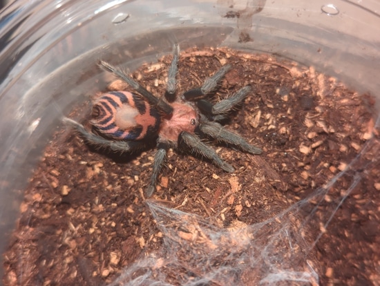 Davus Pentaloris (Guatemalan Tiger Rump)Female Tarantula by Grimoire ...