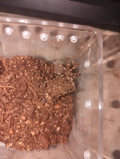 N Chromatus (Brazilian Red & White)female Tarantula by Grimoire Exotics