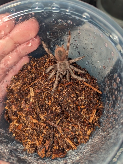 Nhandu Tripepii (Brazilian Giant Blonde) Tarantula by Grimoire Exotics
