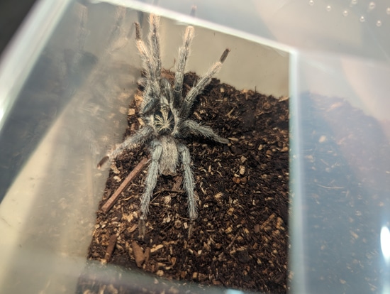N INCEI Olive MM Tarantula by Grimoire Exotics