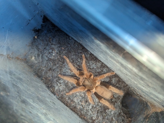 H Gigas MM Tarantula by Grimoire Exotics