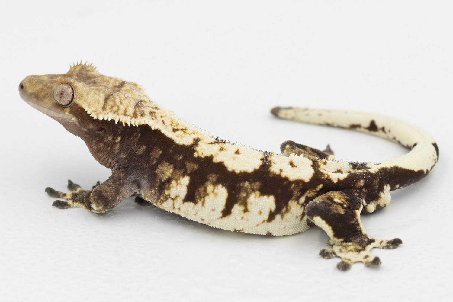 Tricolor Crested Gecko by Truncatis - MorphMarket