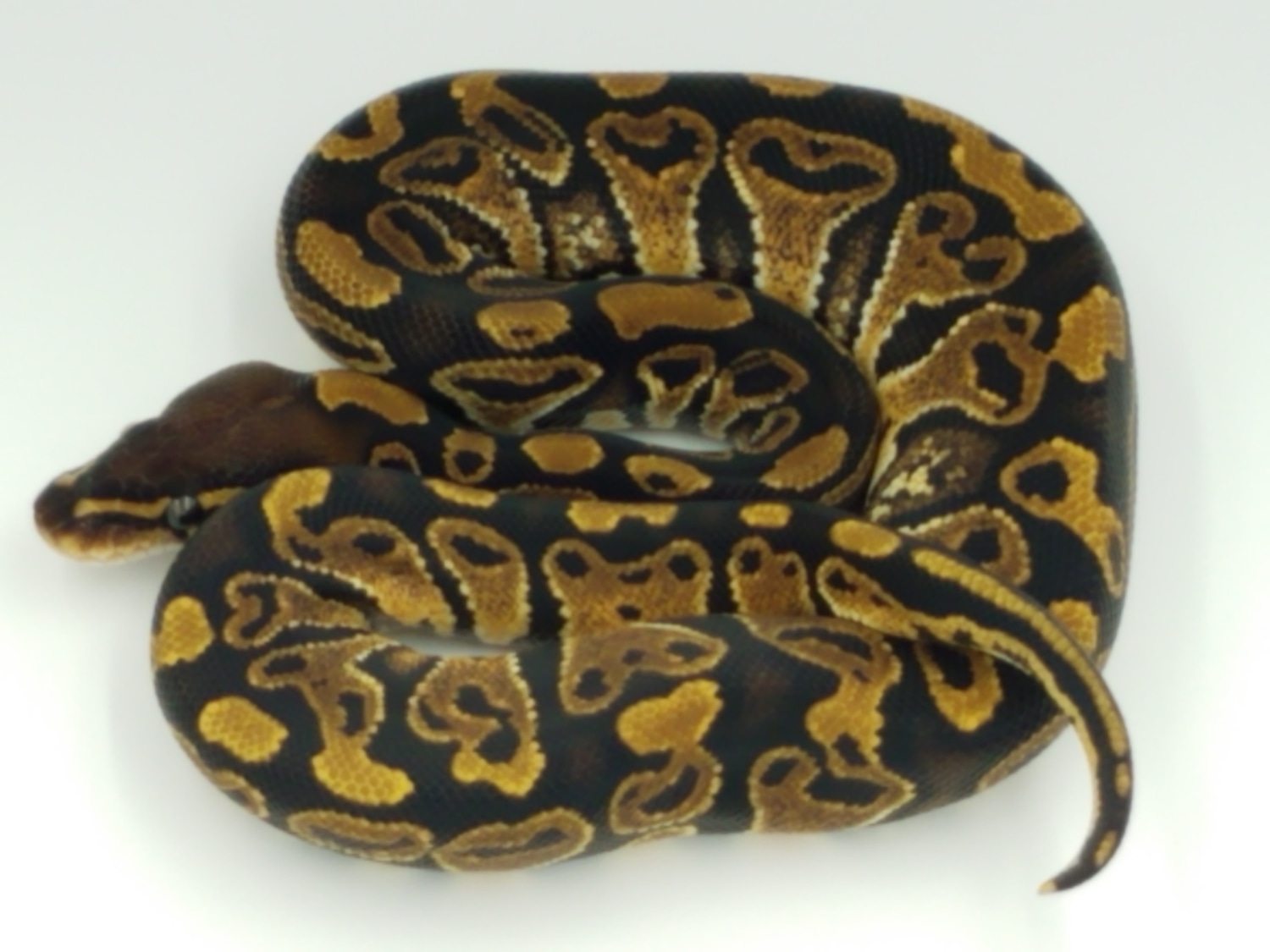 Hurricane Ball Python by Gray's Reptiles - MorphMarket