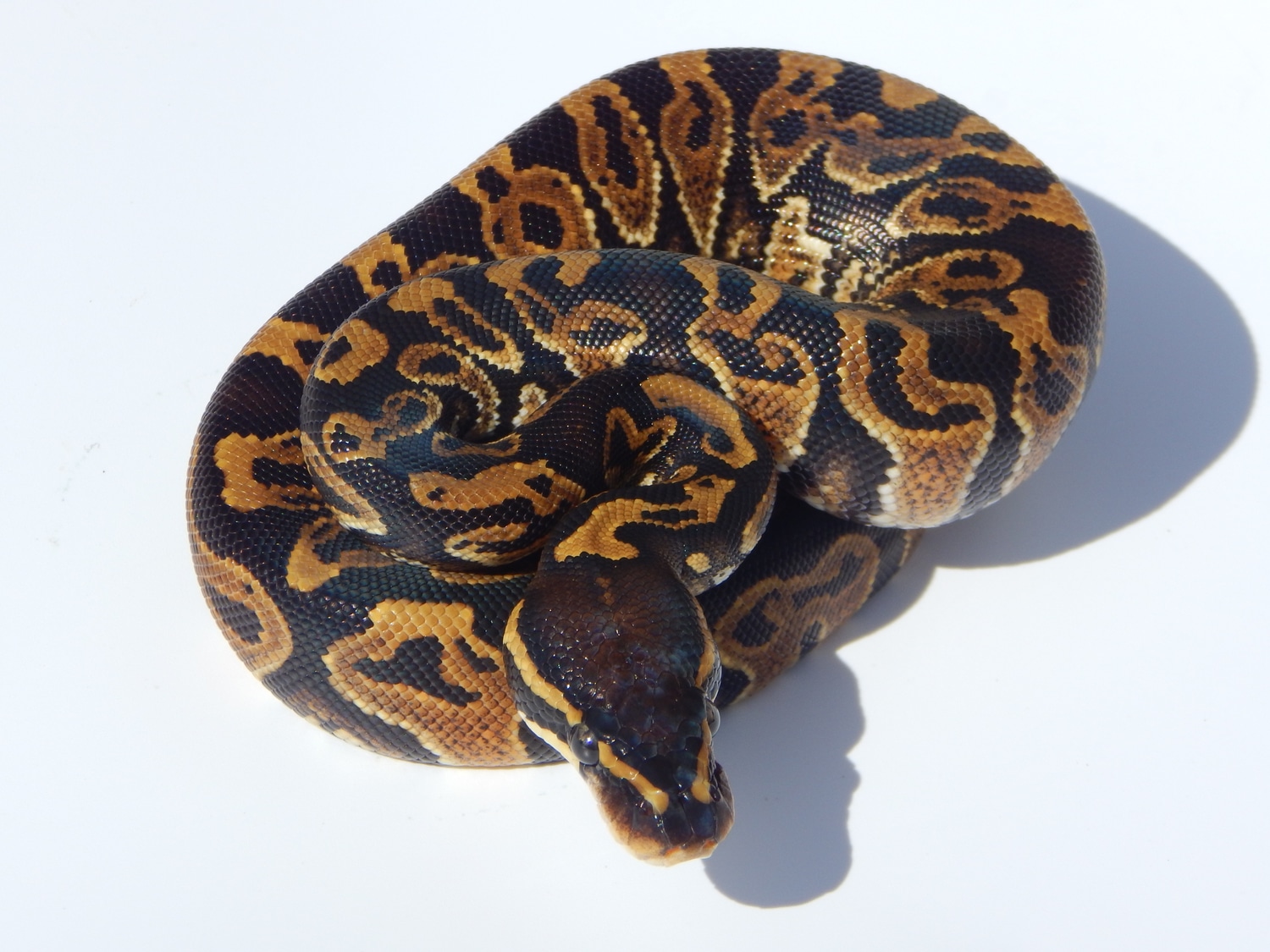 Hurricane Ball Python by Gray's Reptiles - MorphMarket