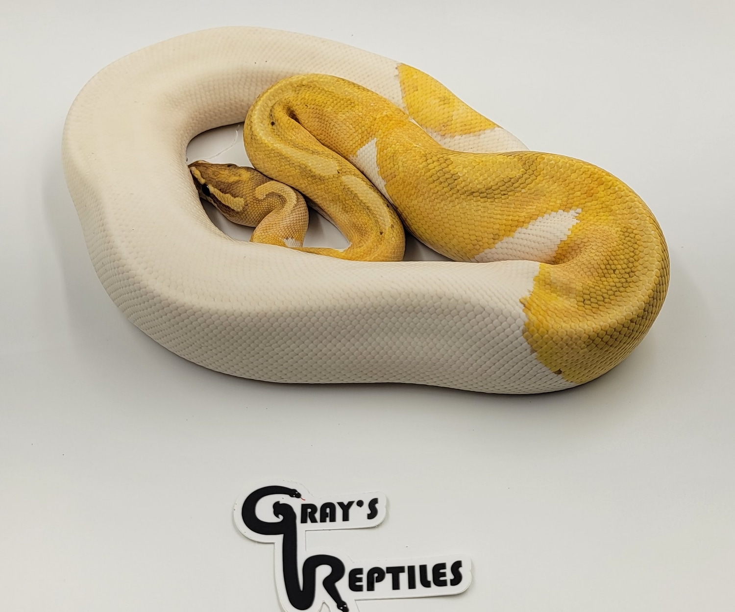 Banana Piebald Ball Python by Gray's Reptiles - MorphMarket