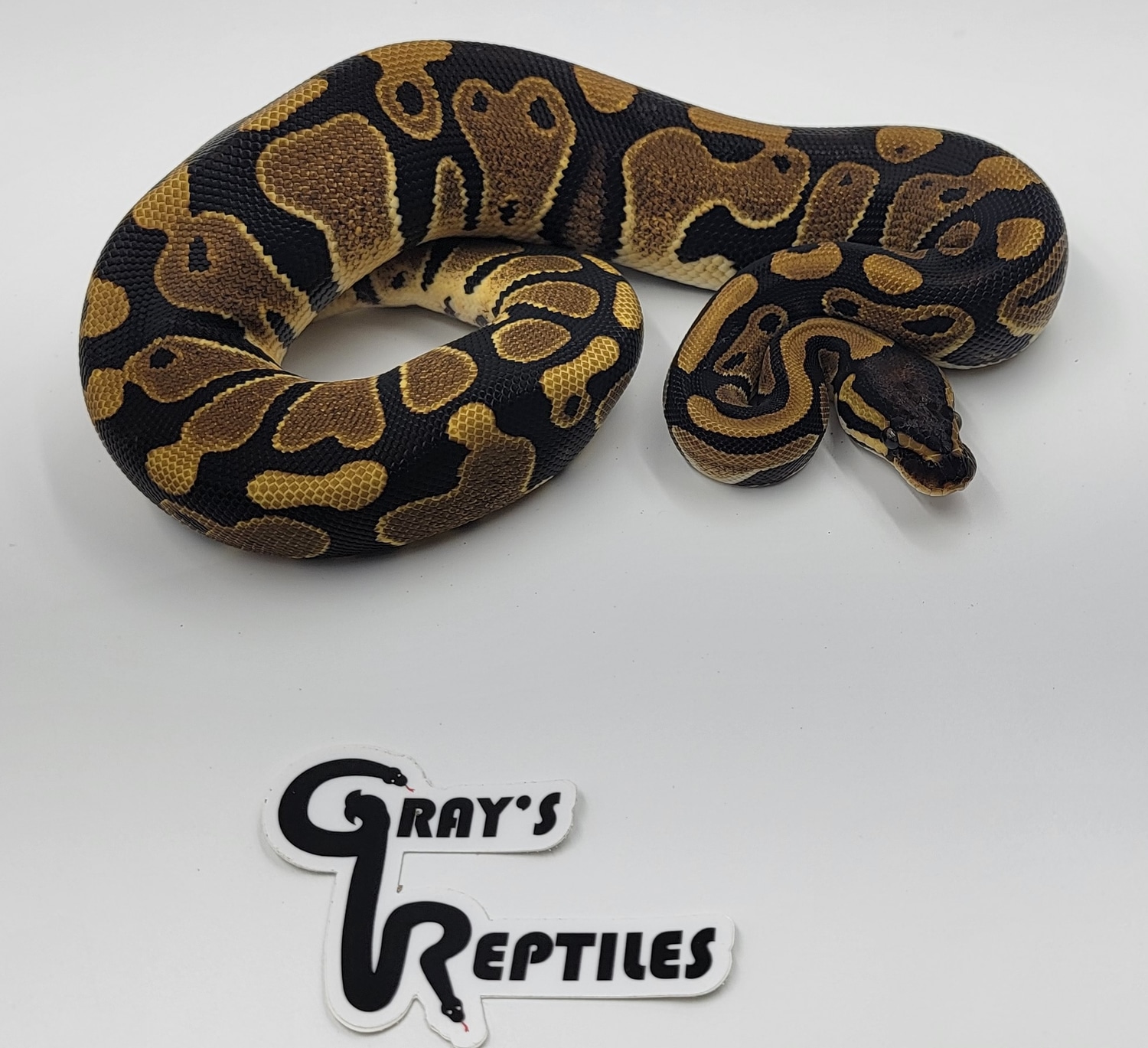Female Classic 100% DH Clown Piebald Ball Python by Gray's Reptiles ...