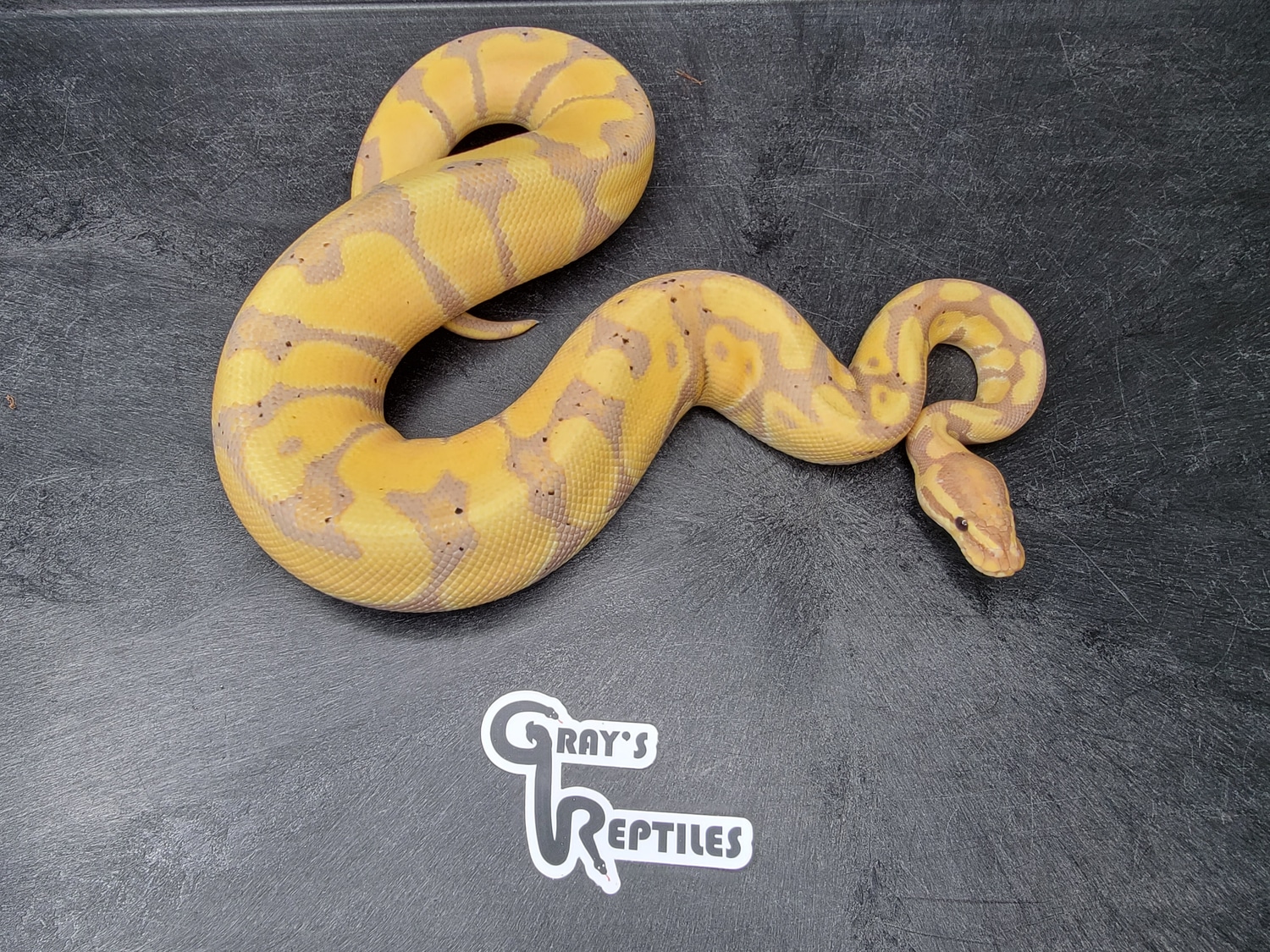 Banana 100% Het Clown Ball Python by Gray's Reptiles - MorphMarket