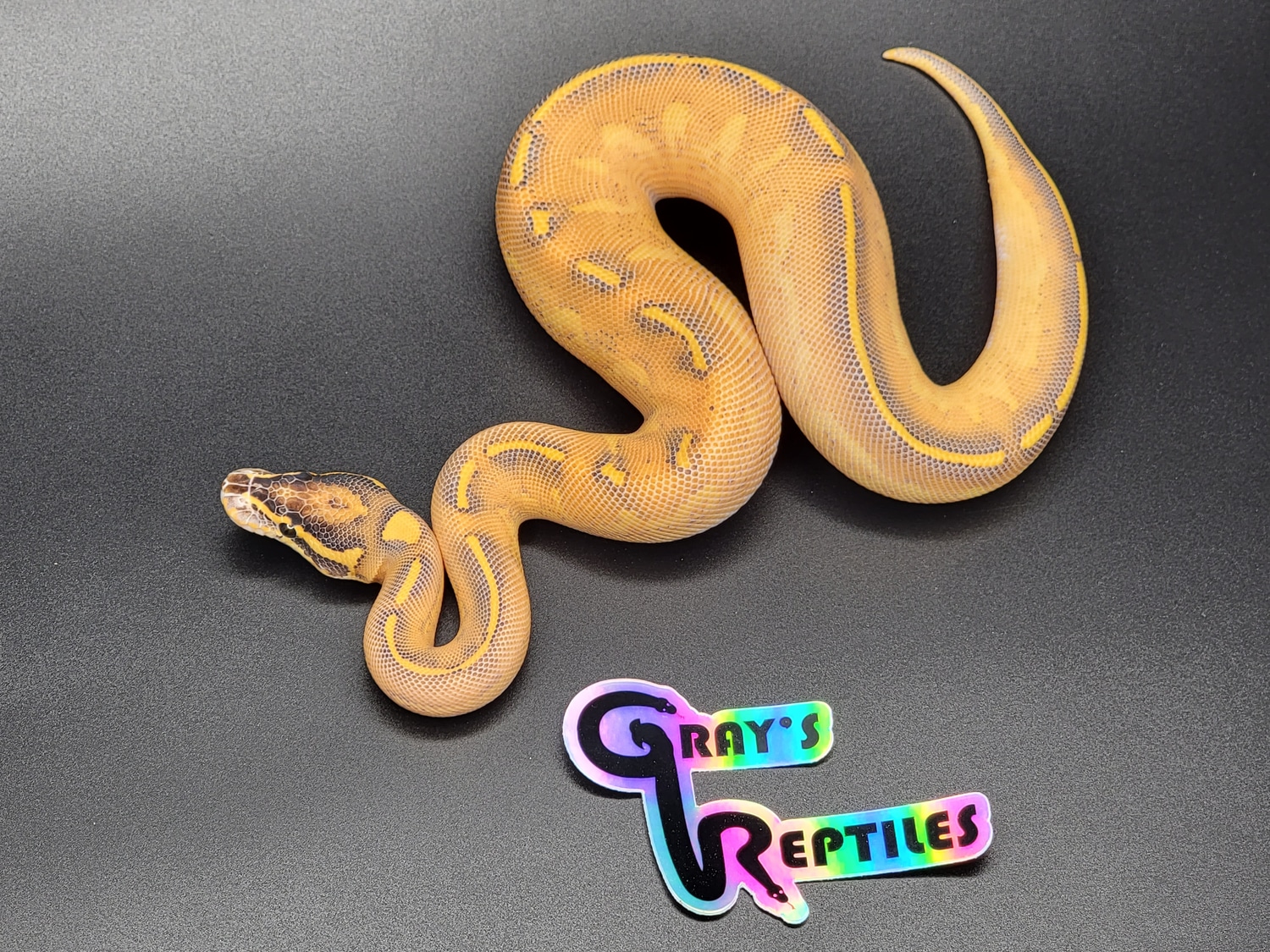 Enchi Highway Ball Python by Gray's Reptiles - MorphMarket