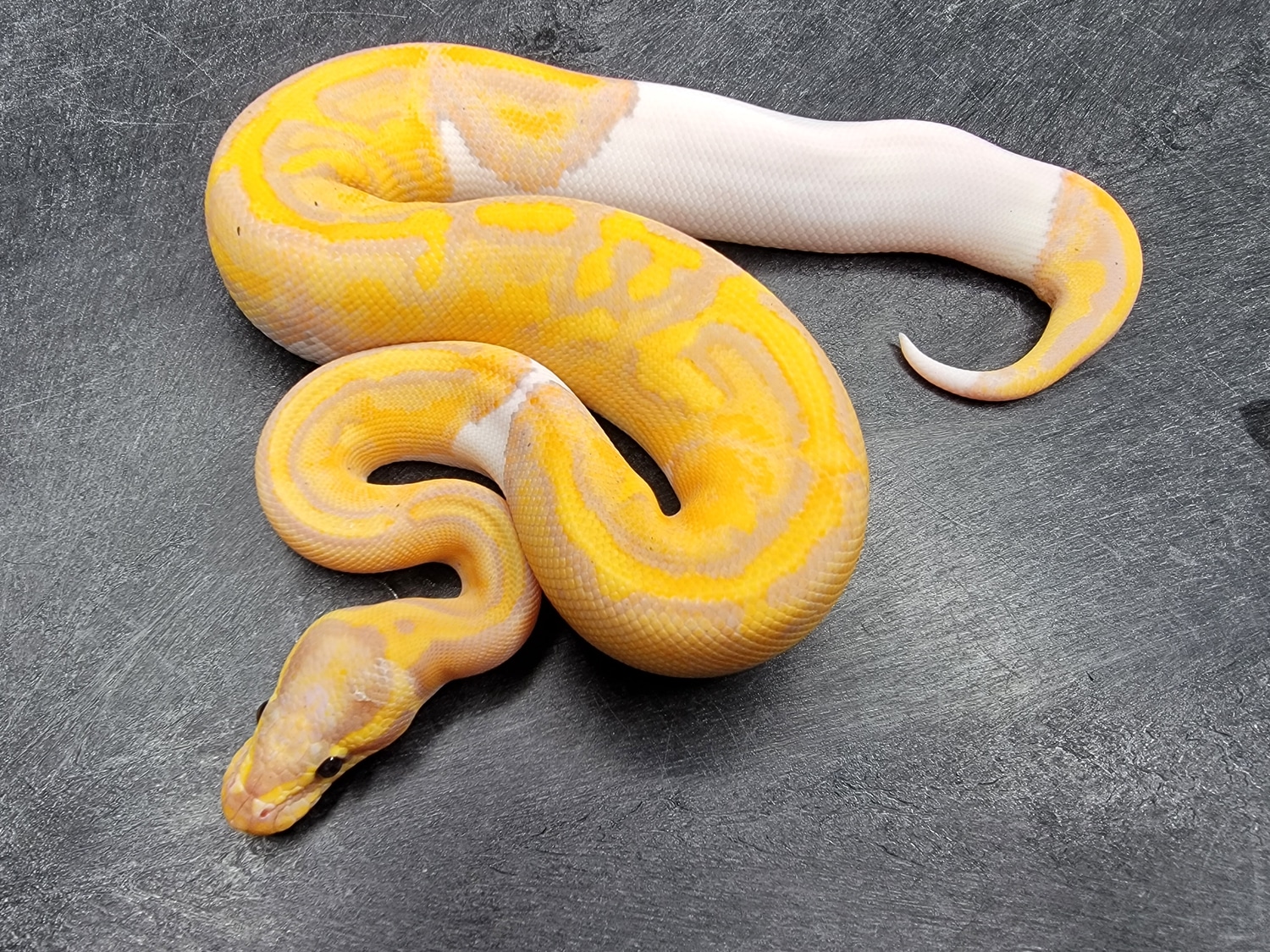 Banana Piebald Ball Python by Gray's Reptiles - MorphMarket