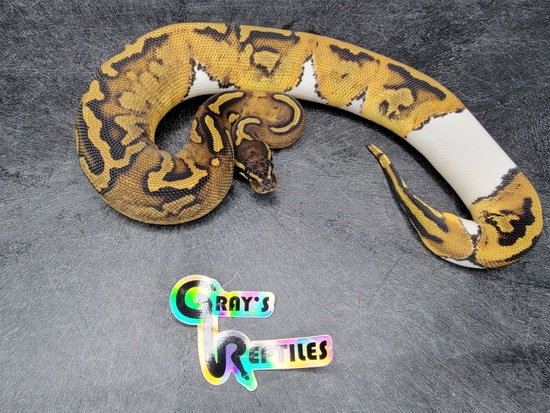 Hurricane Piebald Ball Python by Gray's Reptiles