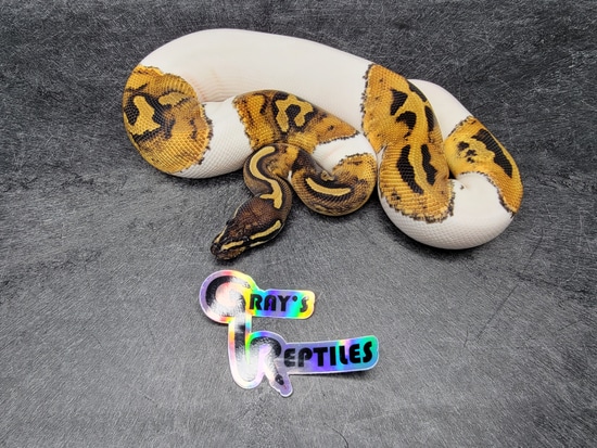 Hurricane Piebald Ball Python by Gray's Reptiles