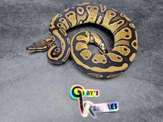 Hurricane 100% Het Piebald Ball Python by Gray's Reptiles