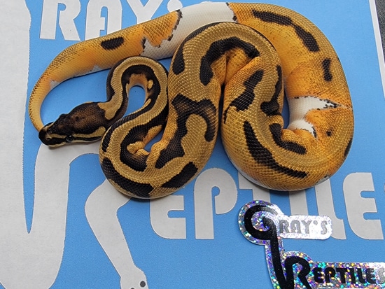 Super Orange Dream Piebald Ball Python by Gray's Reptiles