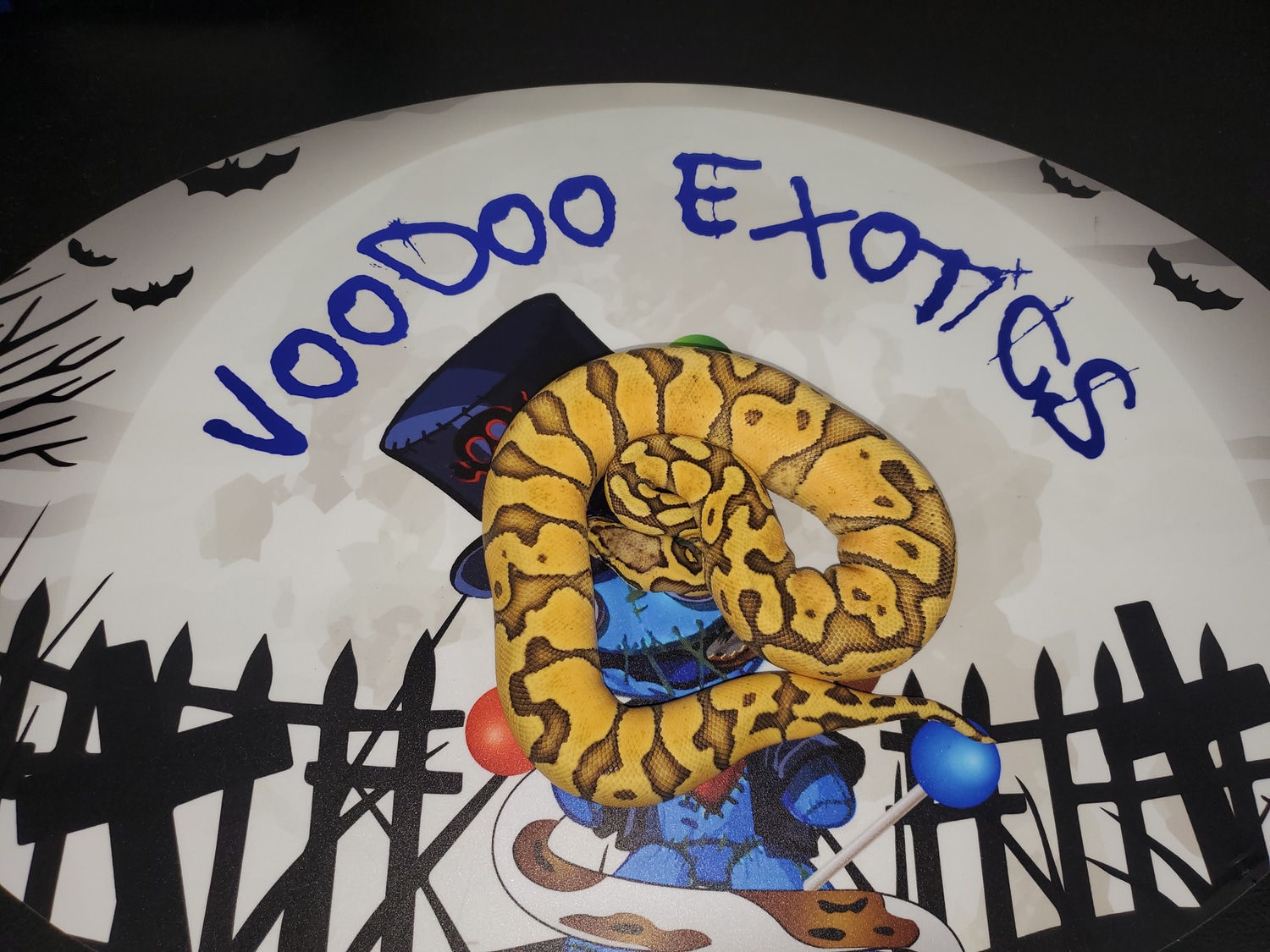 Super Pastel Enchi Ball Python by VooDoo Exotics - MorphMarket