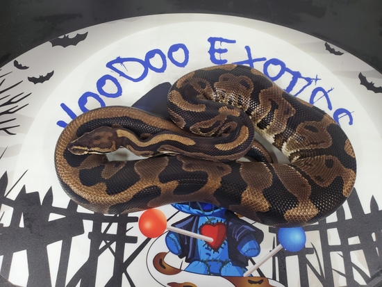 Leopard *PRICE DROP* Ball Python by VooDoo Exotics