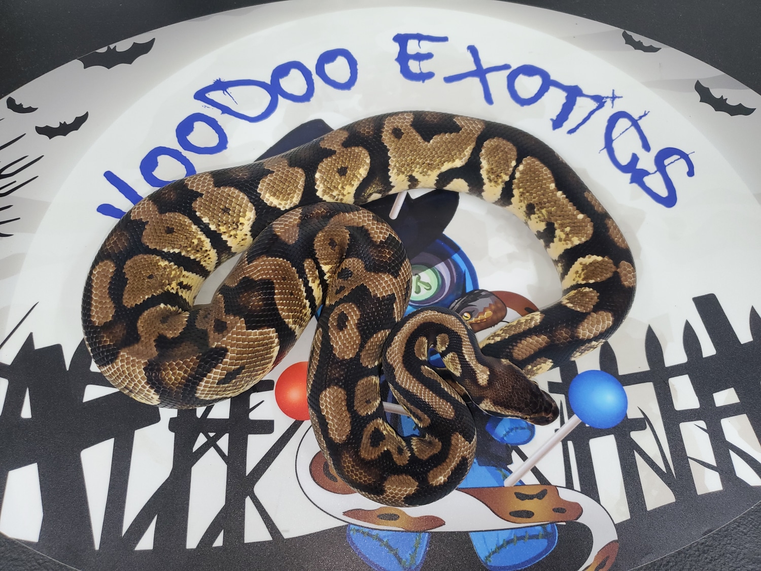Yellow Belly *PRICE DROP* Ball Python by VooDoo Exotics - MorphMarket