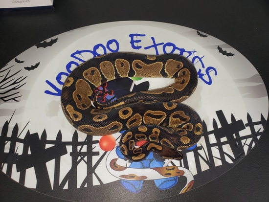 Normal *PRICE DROP* Ball Python by VooDoo Exotics