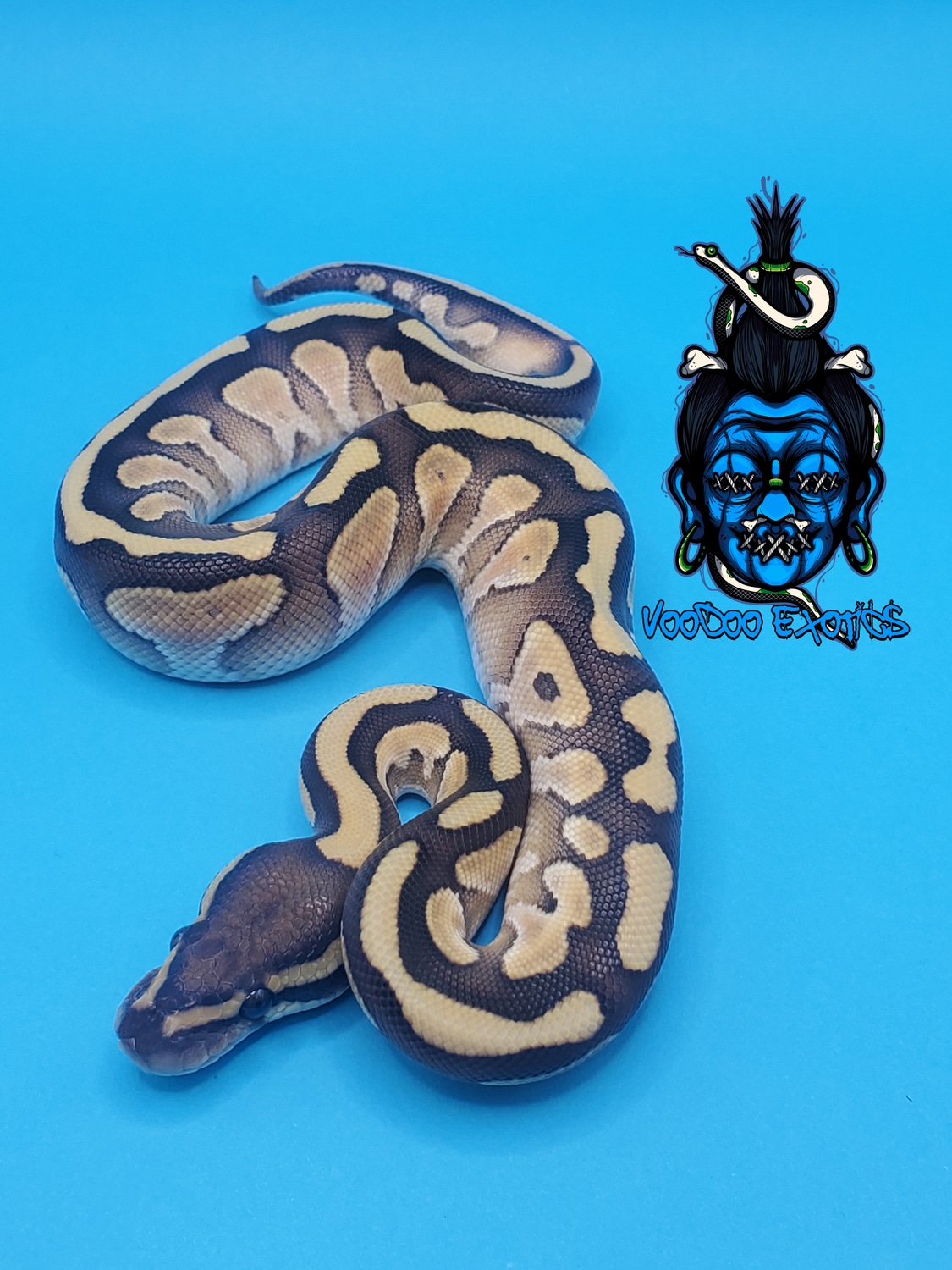 Lesser (Poss.Het. VPI) *PRICE DROP* Ball Python by VooDoo Exotics ...