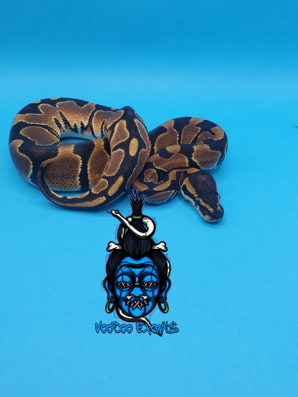 Normal 100% Het. Pied Ball Python by VooDoo Exotics - MorphMarket