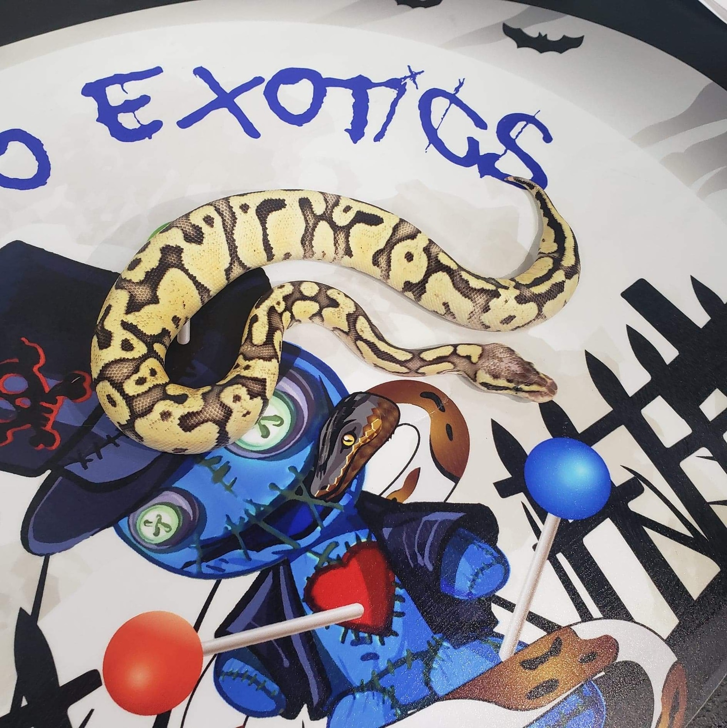 2021 Firefly Ball Python by VooDoo Exotics - MorphMarket