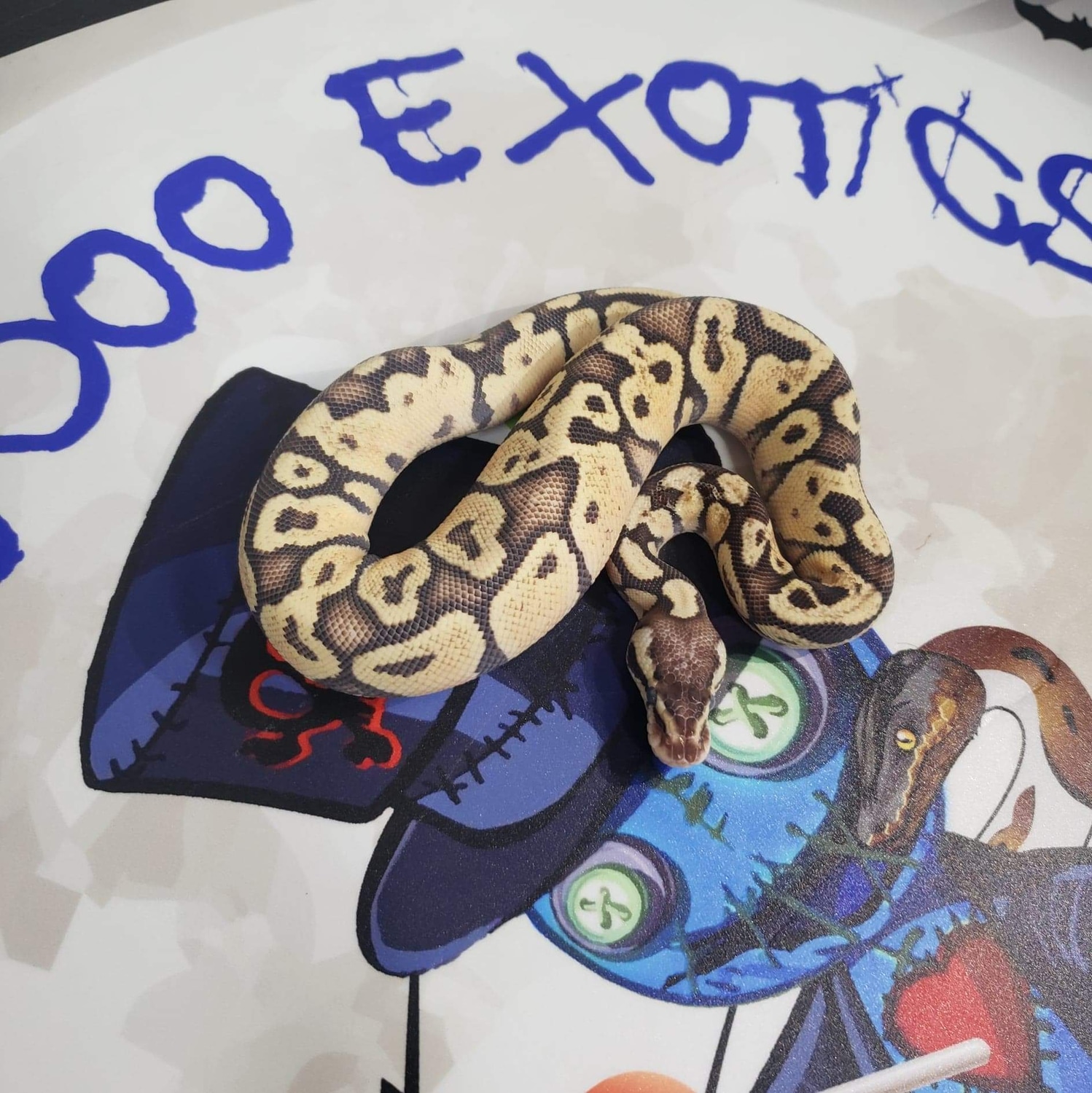 2021 Firefly Ball Python by VooDoo Exotics - MorphMarket