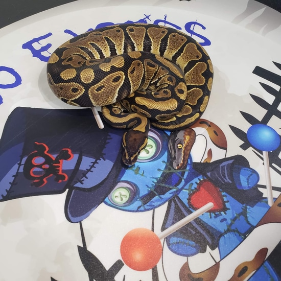 100% Het. Clown Ball Python by VooDoo Exotics