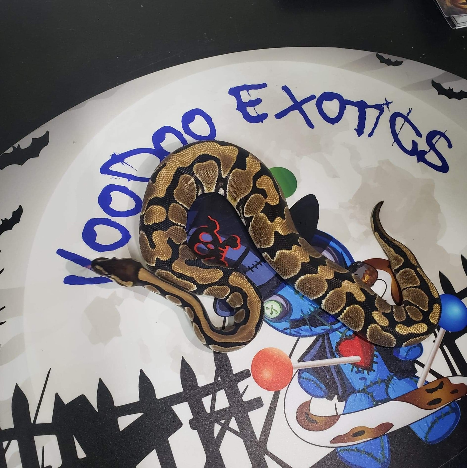 100%Het. VPI Ax. Ball Python by VooDoo Exotics - MorphMarket