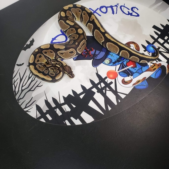 100% DH Albino, G-Stripe Ball Python by VooDoo Exotics