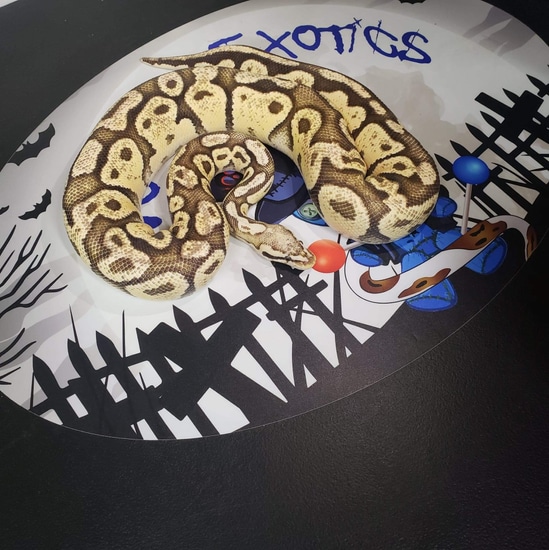 Firefly Ball Python by VooDoo Exotics