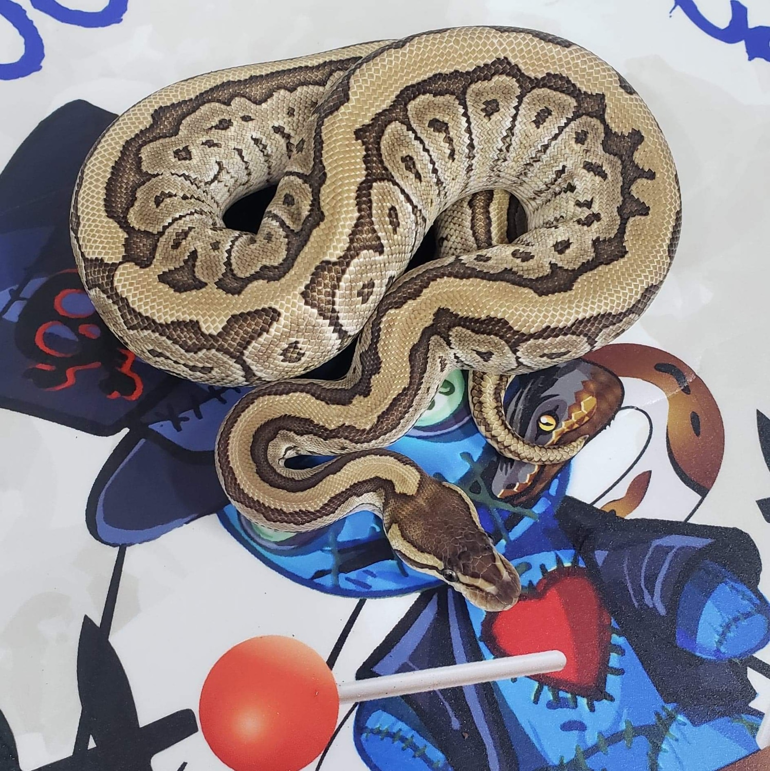 Kingpin Het. Albino Ball Python by VooDoo Exotics - MorphMarket