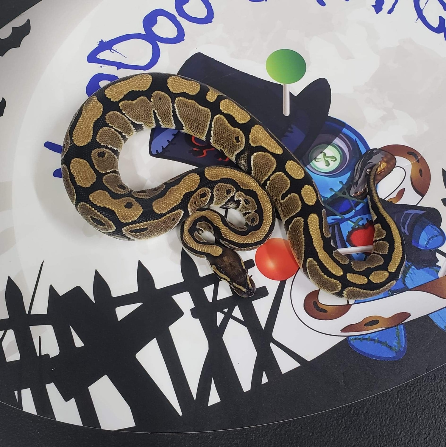 100% Het. VPI Axanthic Ball Python by VooDoo Exotics - MorphMarket