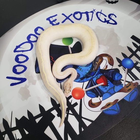 Ivory Ball Python by VooDoo Exotics