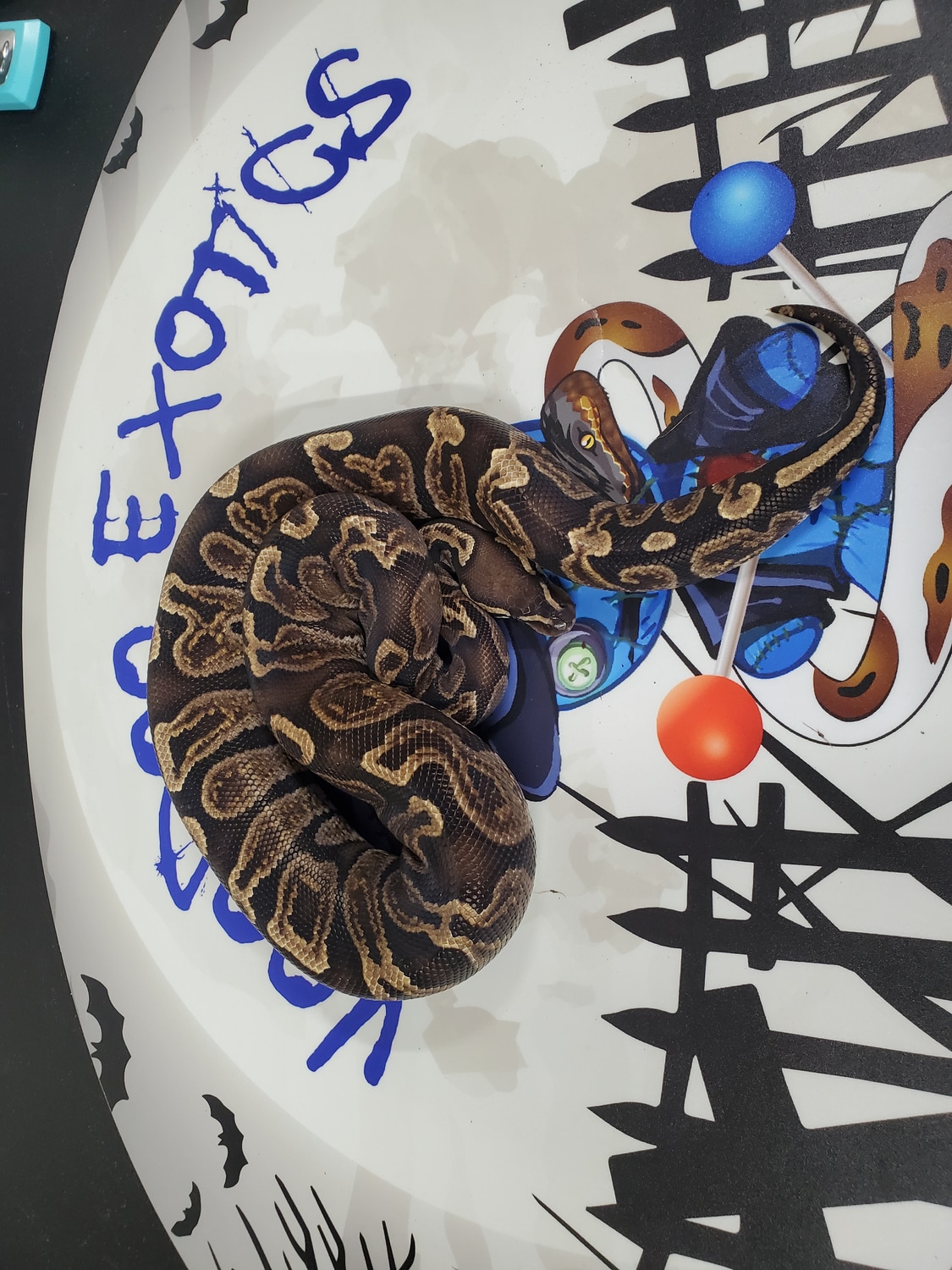 GHI Ball Python by VooDoo Exotics - MorphMarket