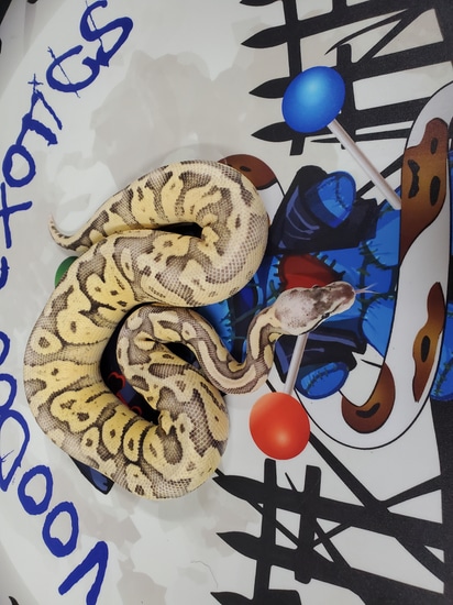 Super Pastel, Vanilla, Fire Ball Python by VooDoo Exotics