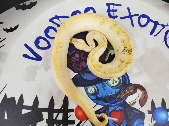 Pastel, YB, Champagne Ball Python by VooDoo Exotics