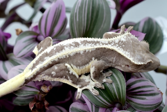 Axanthic Lilly White Crested Gecko by Drakon Geckos