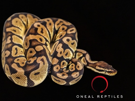 Fire Ball Python by Oneal Reptiles