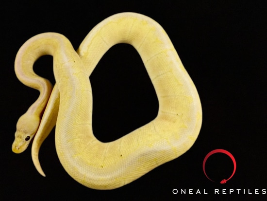 Banana Pinstripe Ball Python by Oneal Reptiles