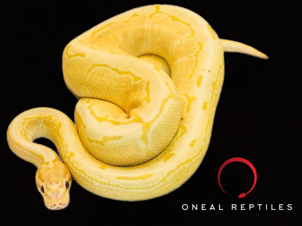 Banana Pinstripe Ball Python by Oneal Reptiles - MorphMarket